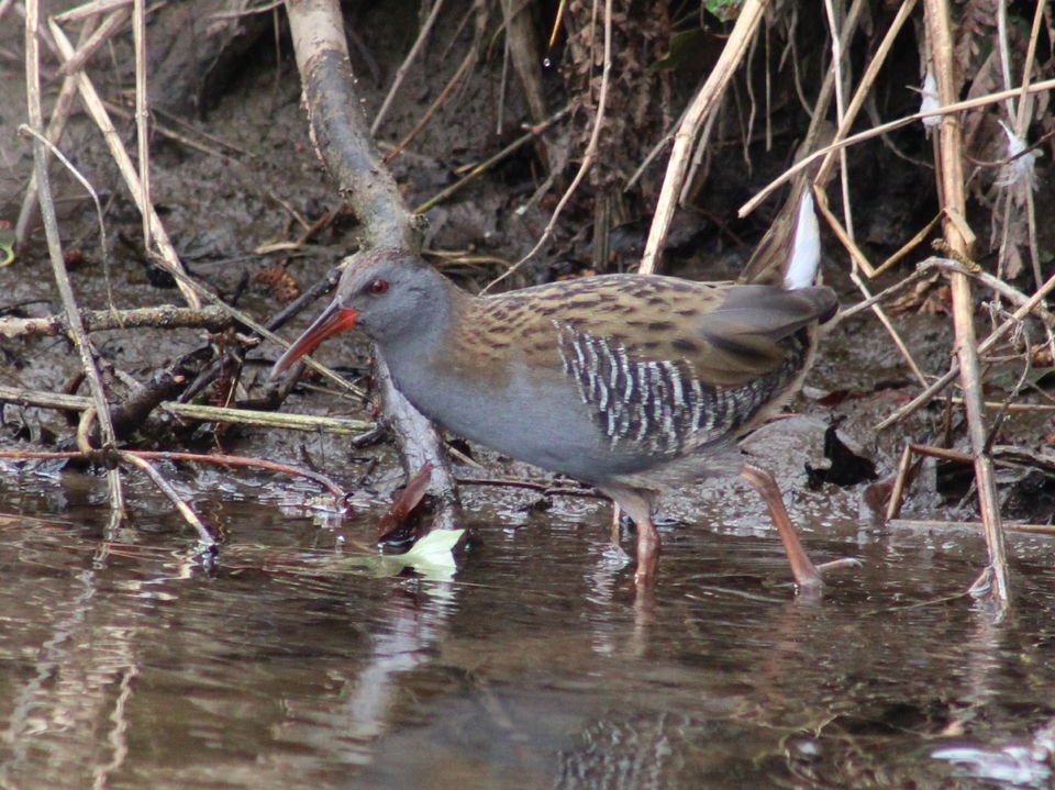 RSPB Leighton Moss In Lancaster - Fabulous North