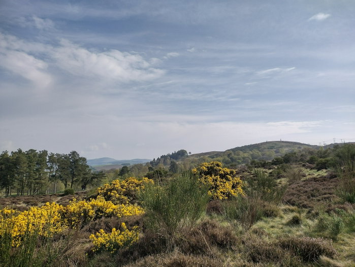 Scone Circular In Perth