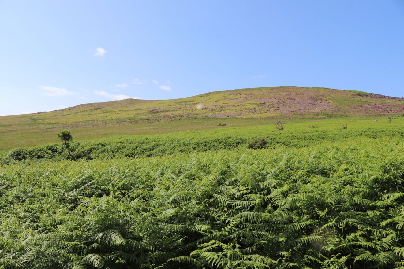 Walk To Brough Law And Ingram Hillforts - Fabulous North