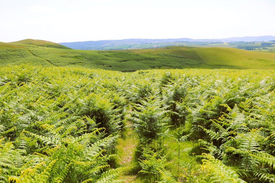 Walk To Brough Law And Ingram Hillforts - Fabulous North