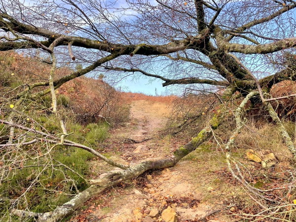 Walk To Tosson Hill In The Simonside Hills Rothbury - Fabulous North