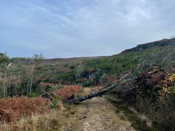 Walk To Tosson Hill In The Simonside Hills Rothbury - Fabulous North