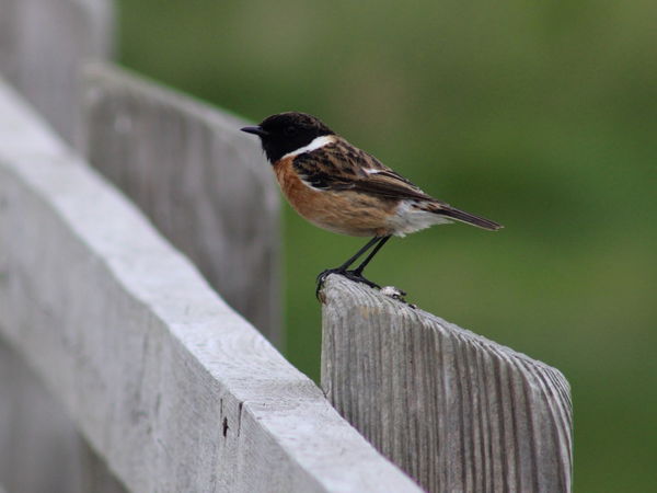 Walk To Scale Force From Buttermere In Lake District - Fabulous North