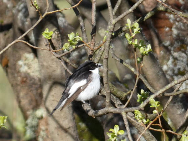 Walk To Scale Force From Buttermere In Lake District - Fabulous North