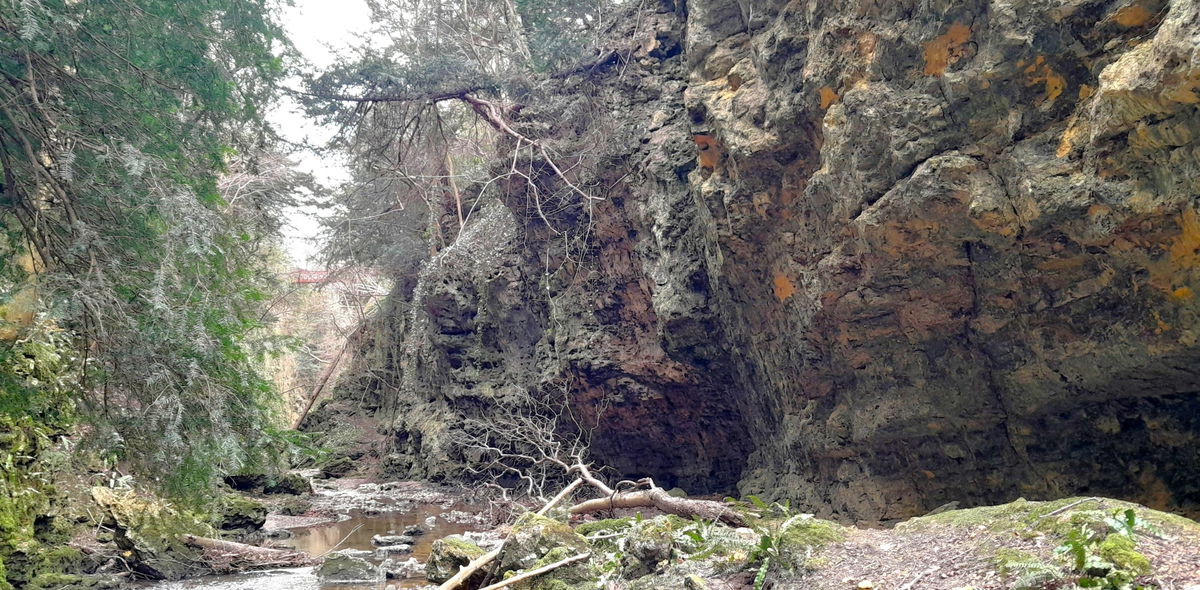 Walk In Castle Eden Dene (West Side ) Near Peterlee