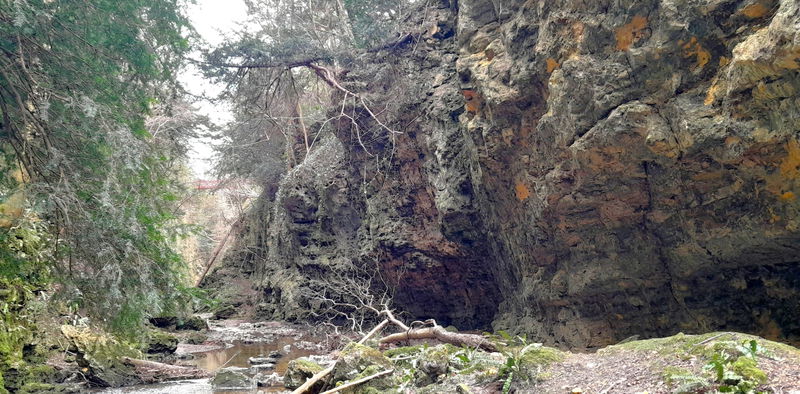 Walk In Castle Eden Dene (West Side ) Near Peterlee