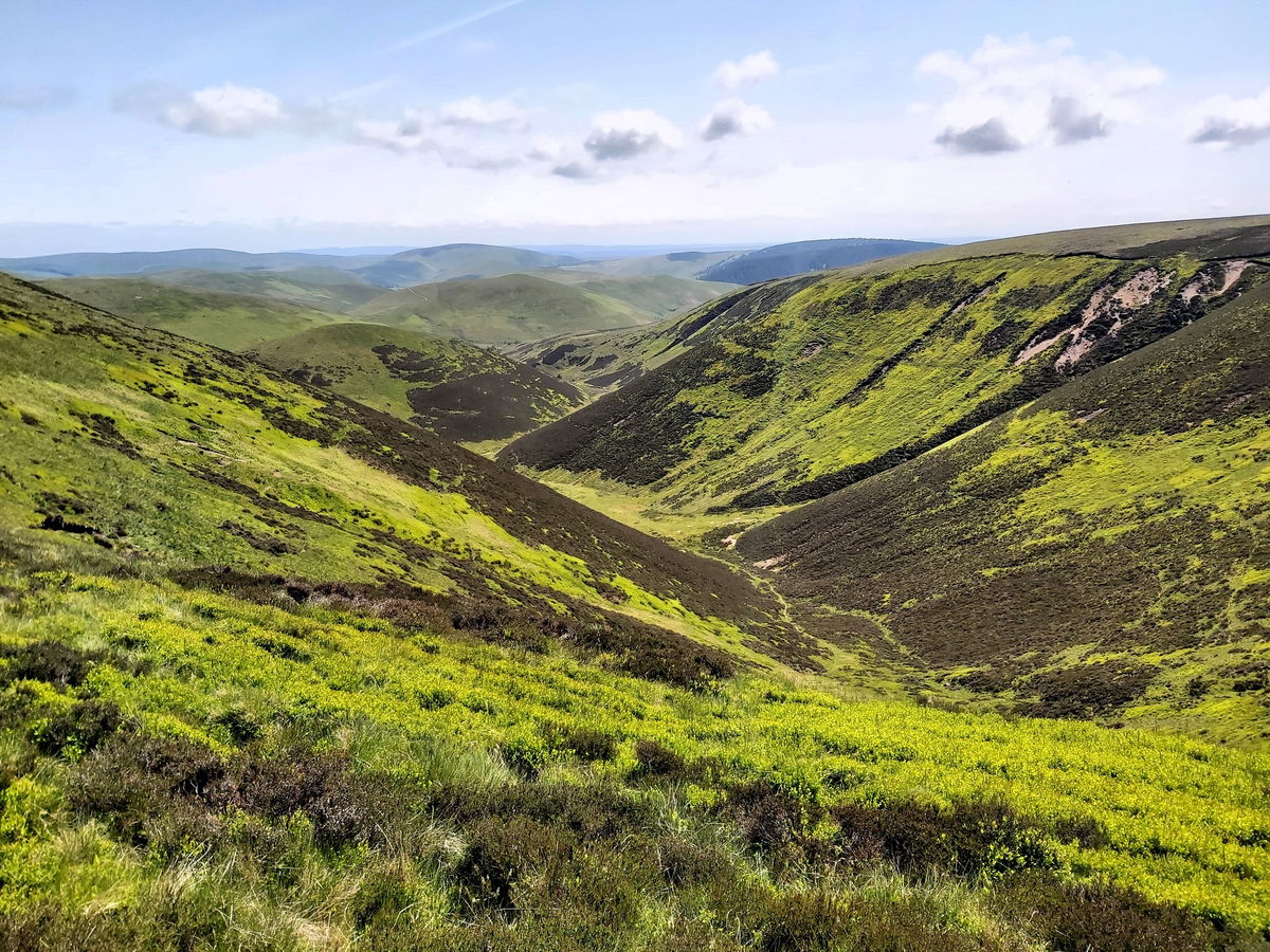 Walk Up Yearning Law, Border Ridge To Windy Gyle In The Cheviots ...